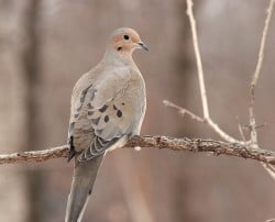 The Difference Between A Dove And A Crow - Bible Stories As Blueprints ...