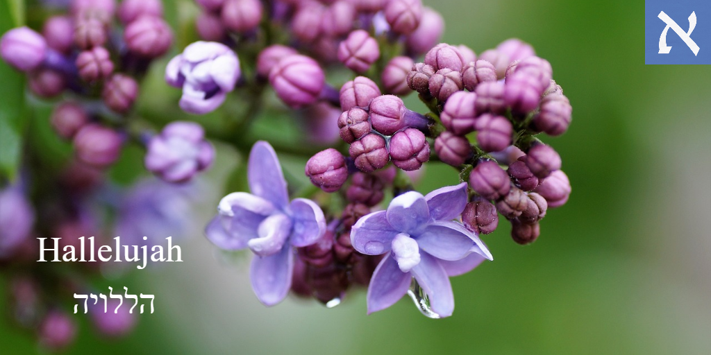 What does the word Hallelujah הללו-יה mean? - Bible Stories As ...